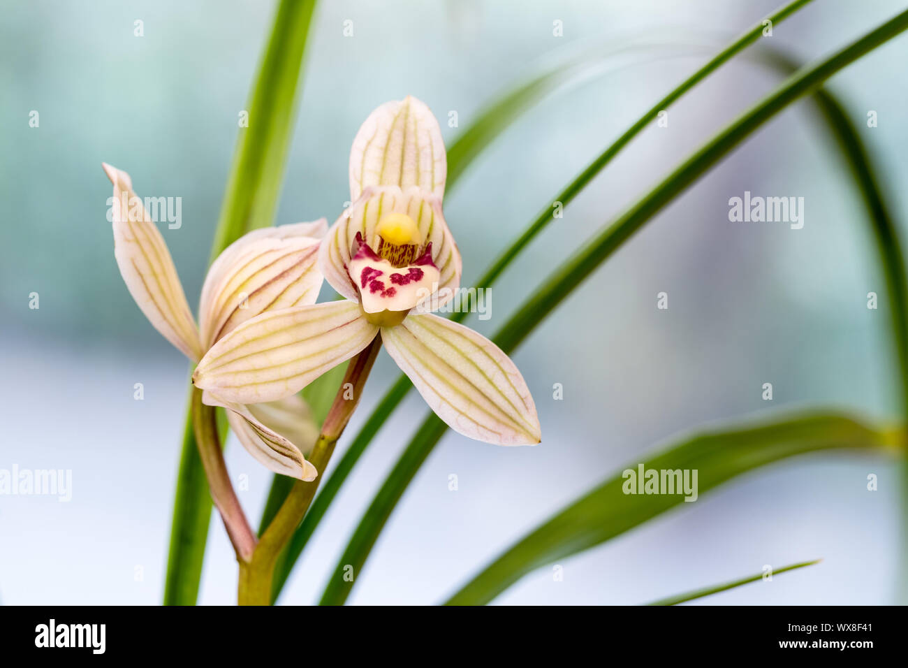 orchids closeup in spring Stock Photo - Alamy