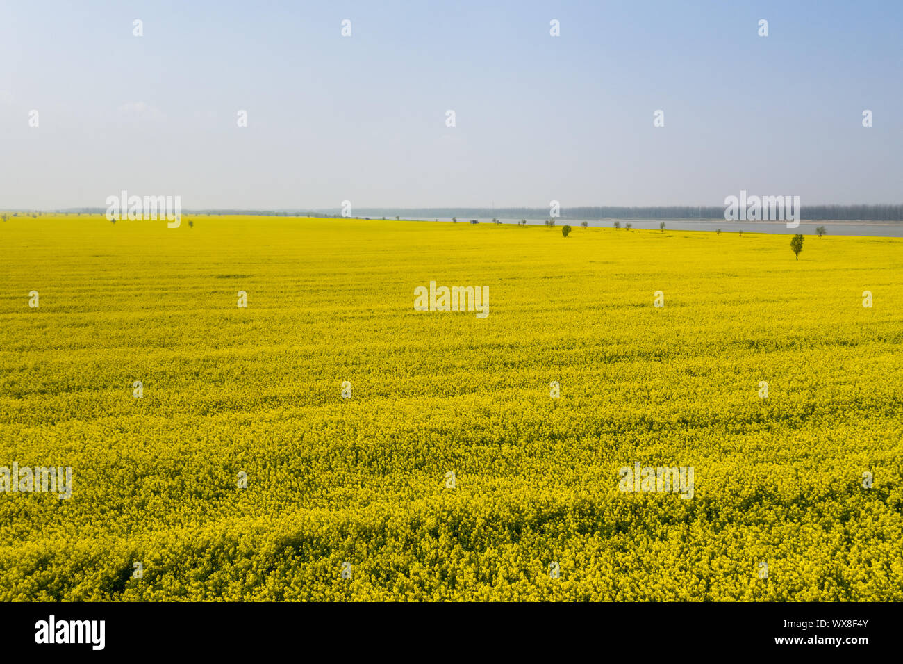 beautiful rapeseed flower field in spring Stock Photo - Alamy