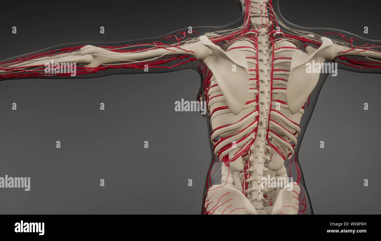 Blood Vessels of Human Body Stock Photo - Alamy