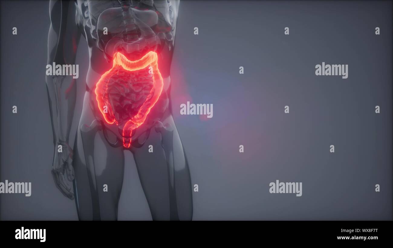 Human Colon Radiology Exam Stock Photo - Alamy