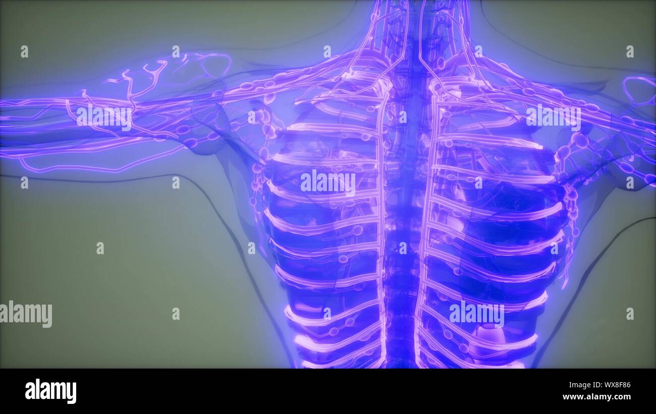 Cardiac notch hi-res stock photography and images - Alamy