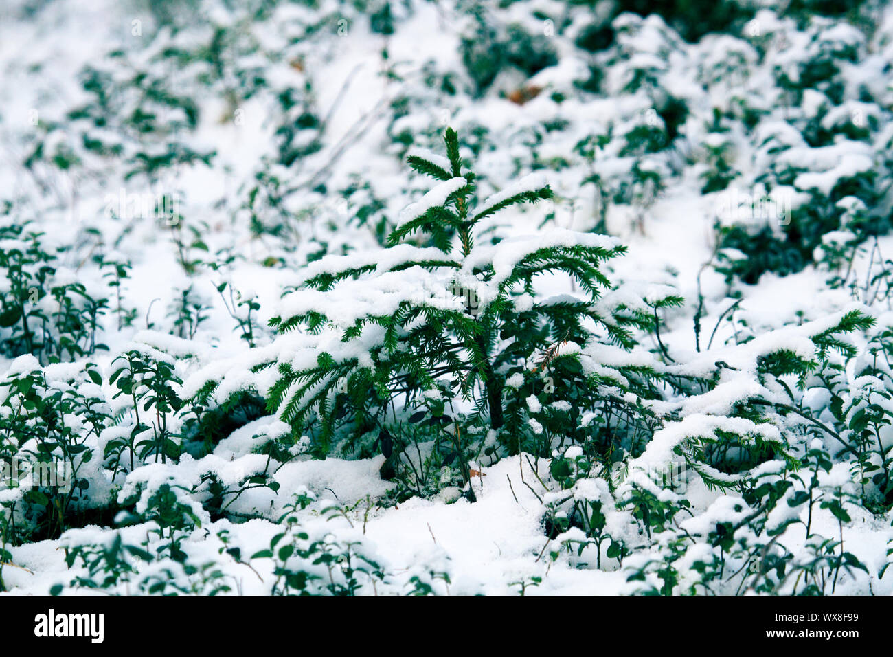 Small pine tree undergrowth hi-res stock photography and images - Alamy