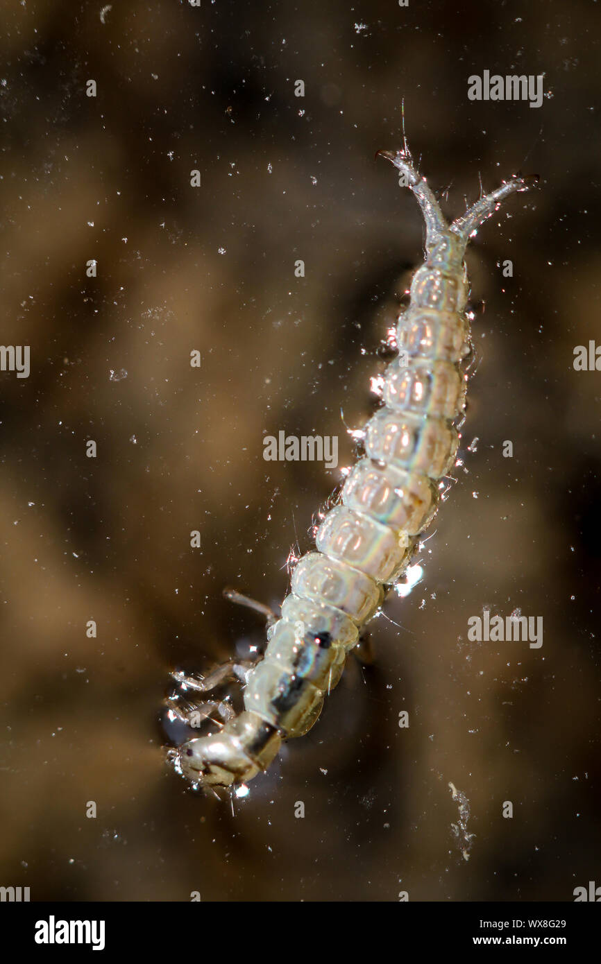 Sympetrum sanguineum larva hi-res stock photography and images - Alamy