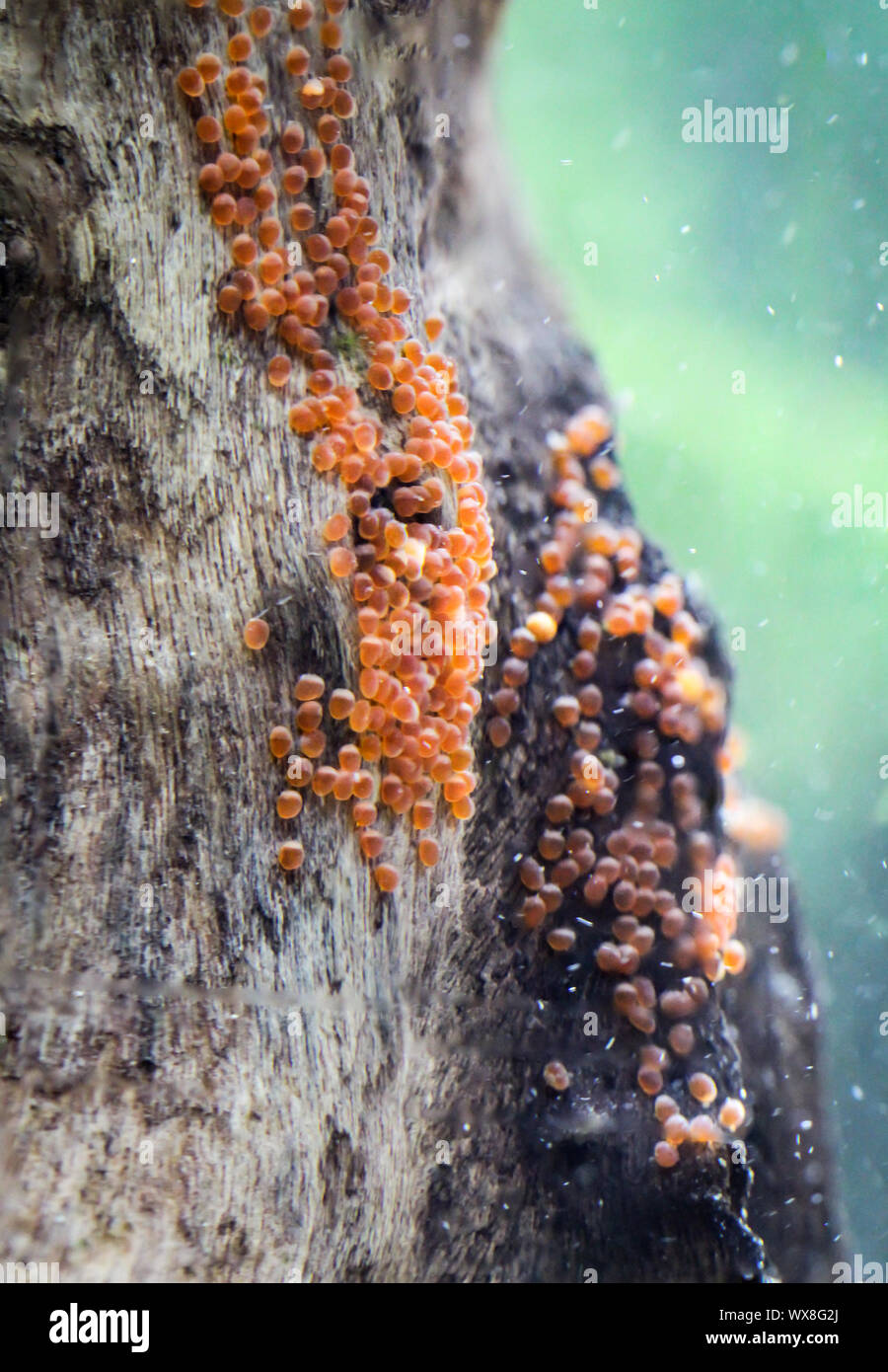 Discus Fish Eggs Easy Life Filter Medium Breeding Discus Easy Life