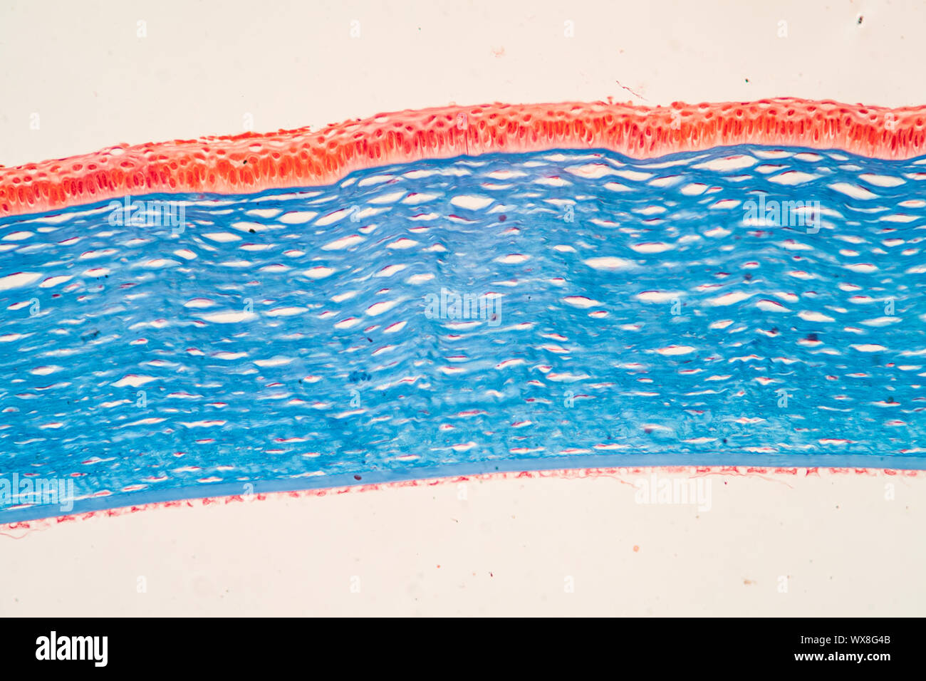 Eyeball cornea hi-res stock photography and images - Alamy