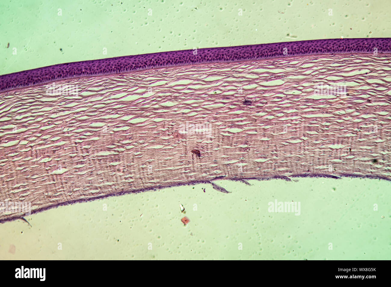 Cornea eye tissue under the microscope 100x Stock Photo - Alamy