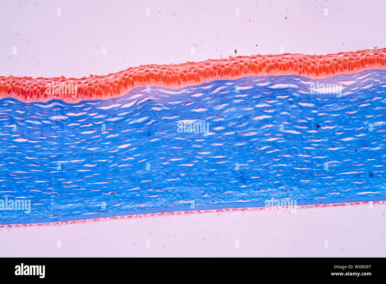 Cornea microscope hi-res stock photography and images - Alamy