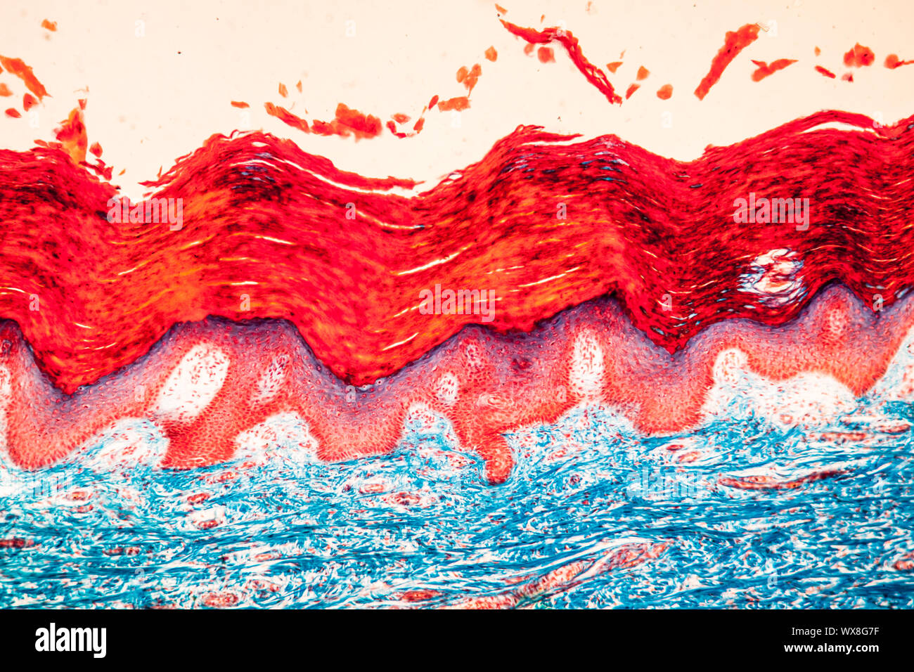 Skin Cells Microscope High Resolution Stock Photography and Images - Alamy