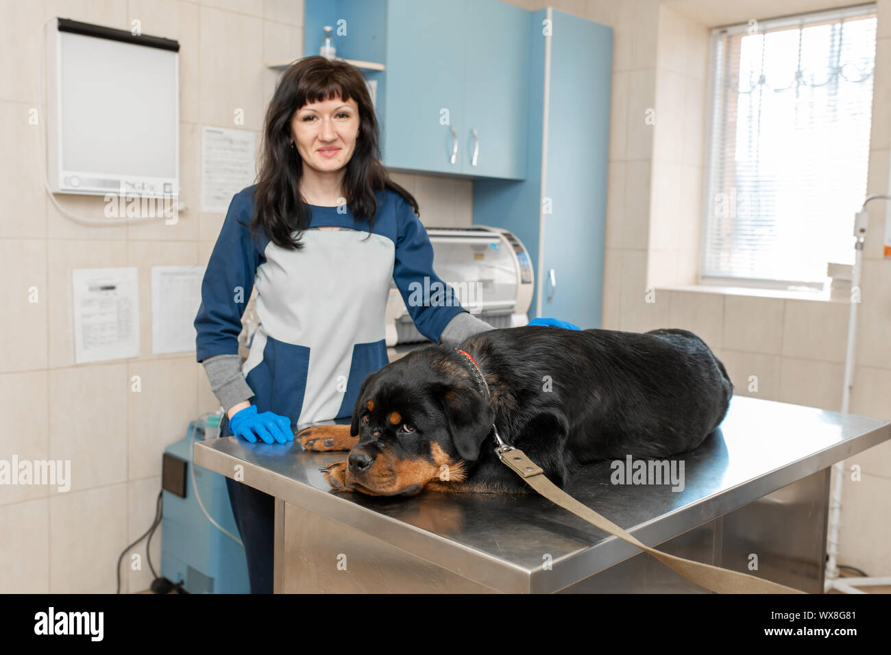 Female vet doctor in medical uniform prepare sad illness dog breed ...