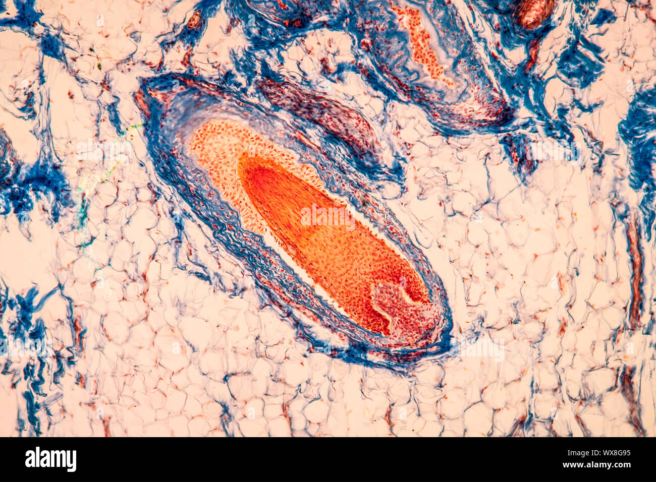 Scalp hair longitudinal tissue under the microscope 100x Stock Photo ...