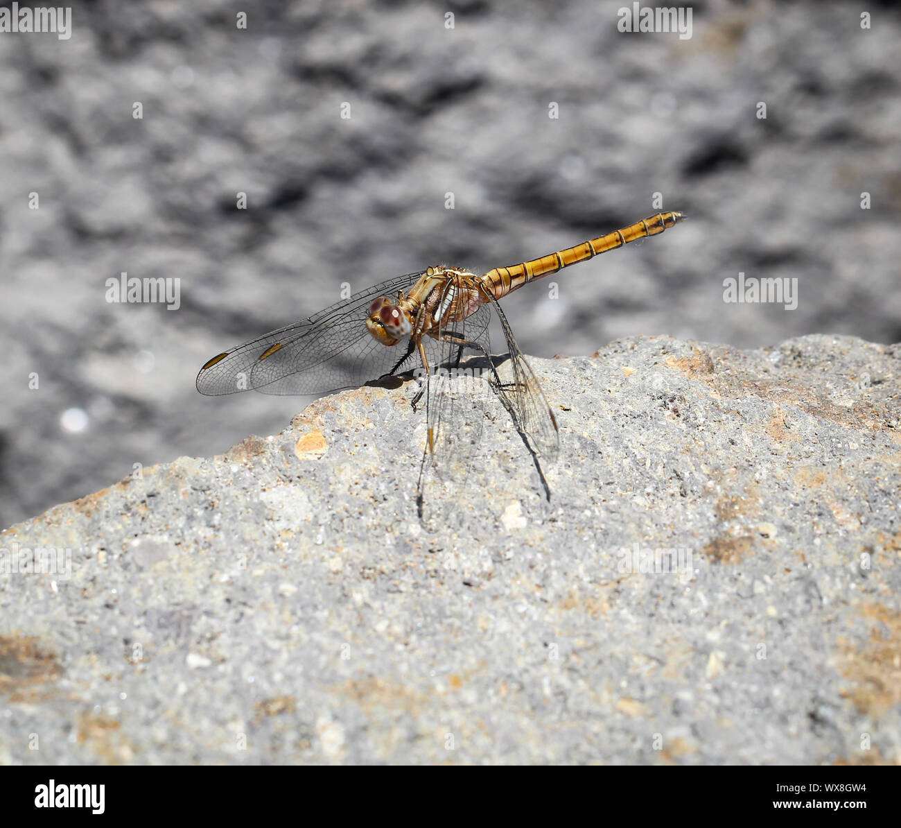 Dragonfly dance hi-res stock photography and images - Alamy