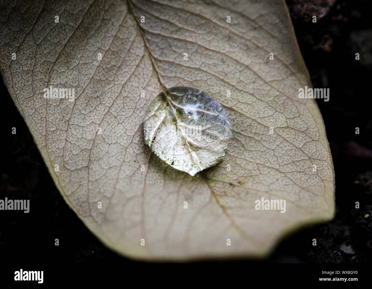 Try leaf hi-res stock photography and images - Alamy
