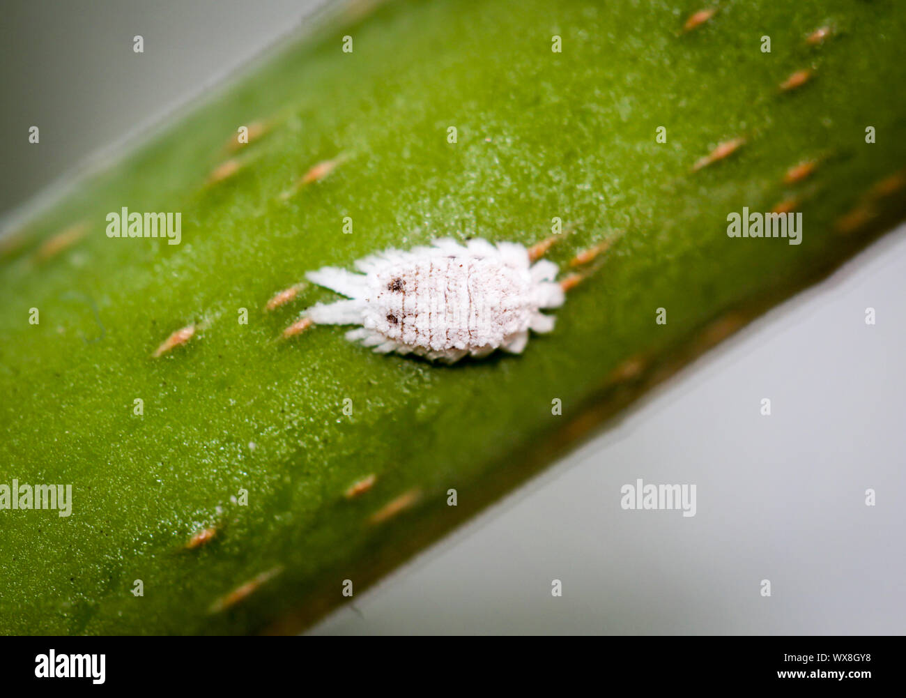 Wool lice hi-res stock photography and images - Alamy