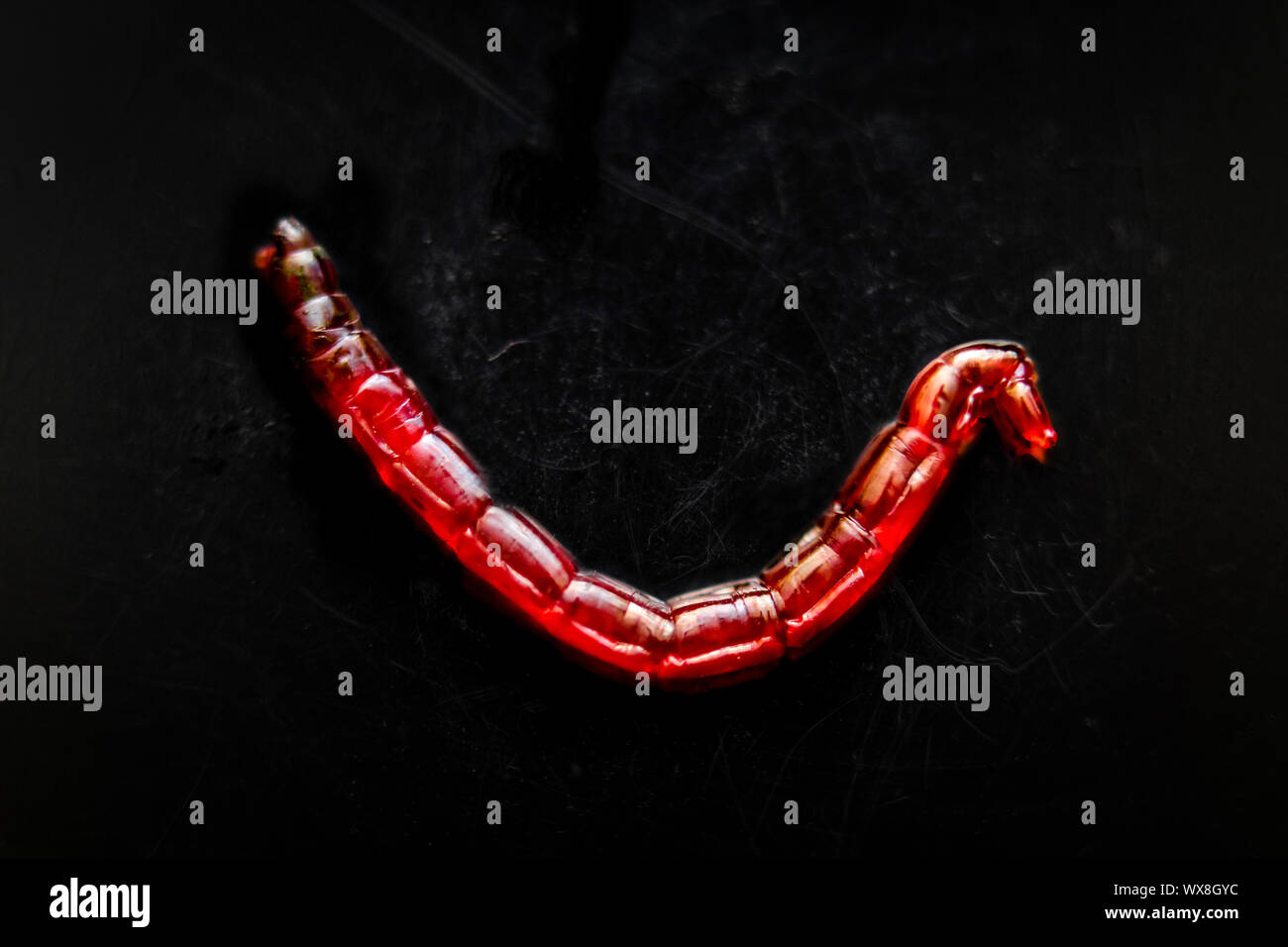 Red jumbo mosquito larvae, fish food Stock Photo - Alamy