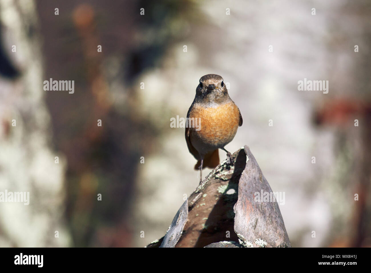 European redstart (Phoenicurus phoenicurus), female Stock Photo - Alamy