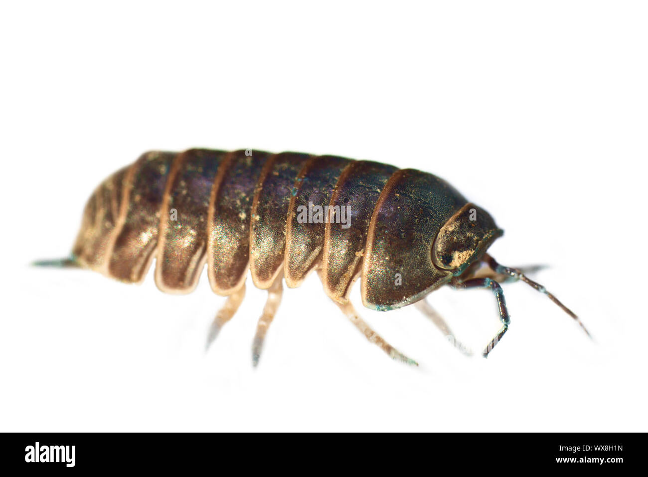 The sow bug (wood louse) in ultra close-up Stock Photo - Alamy