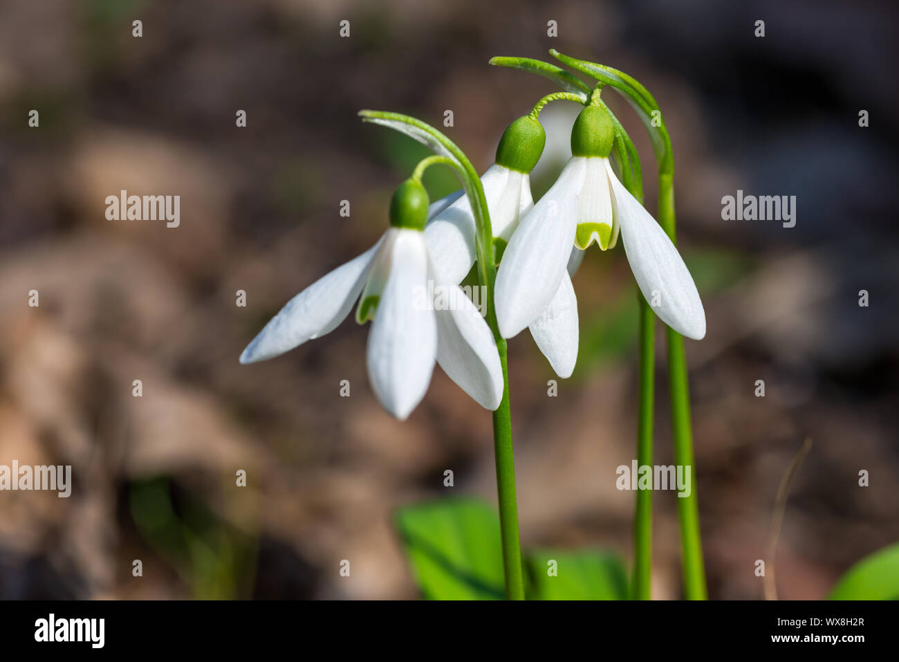Snowdrop galanthus sp hi-res stock photography and images - Alamy