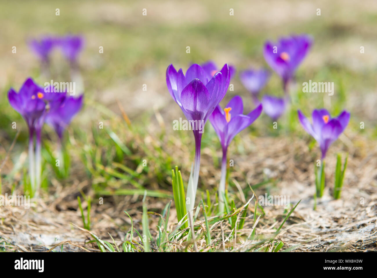 Beautiful purple crocuses close hi-res stock photography and images - Alamy