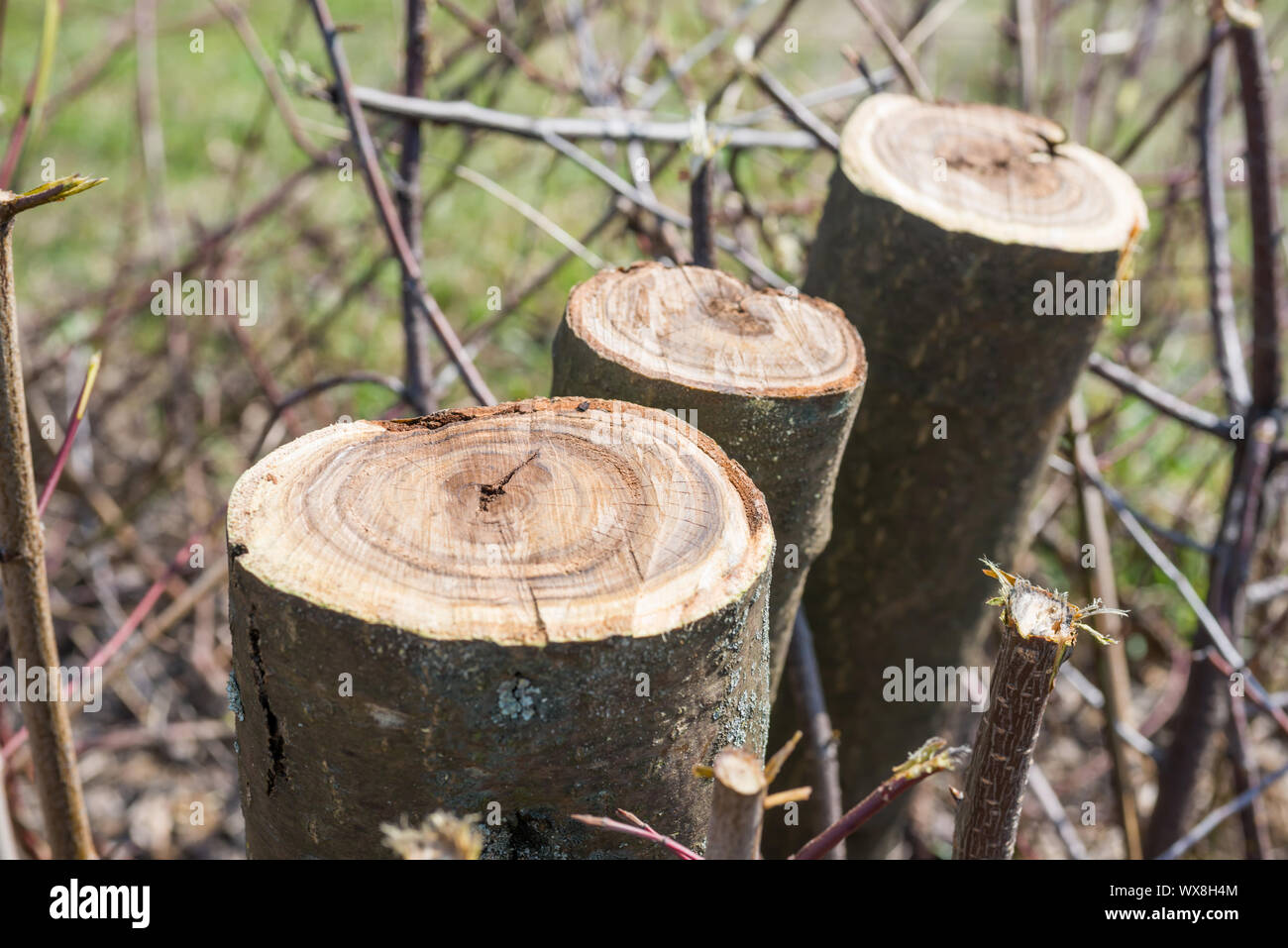 Trunks of trimmed trees Stock Photo - Alamy