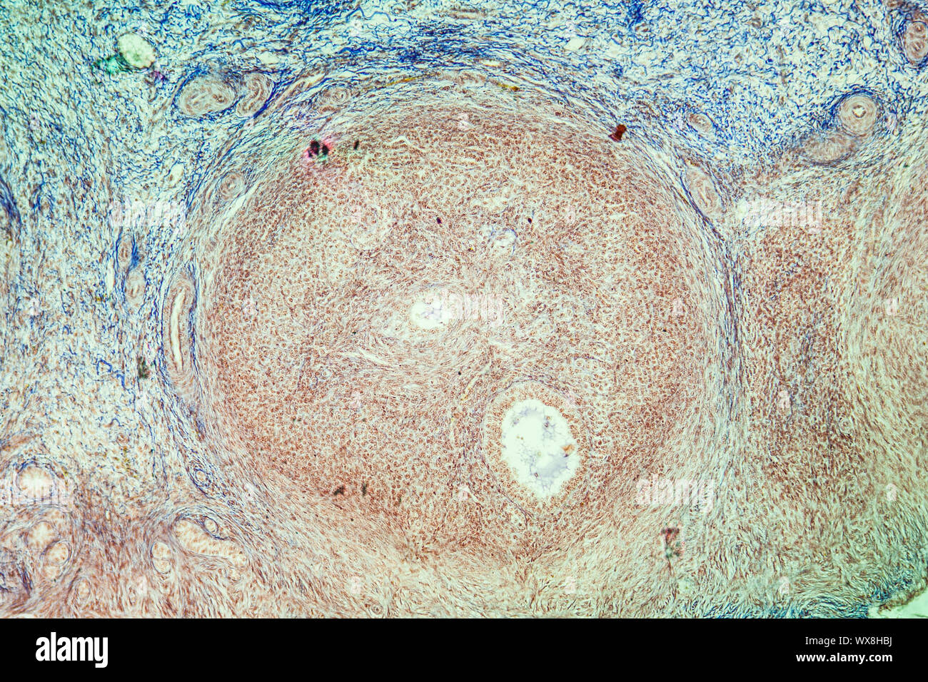 Ovary tissue under the microscope 100x Stock Photo - Alamy