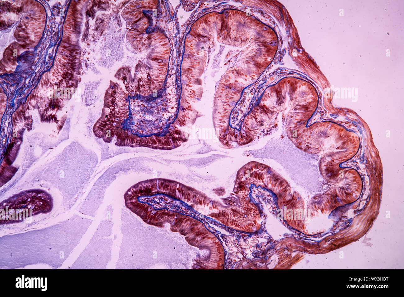 Snail stomach tissue under the microscope 100x Stock Photo - Alamy