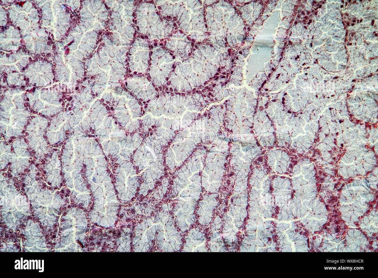 Vineyard snail protein gland 100x Stock Photo - Alamy