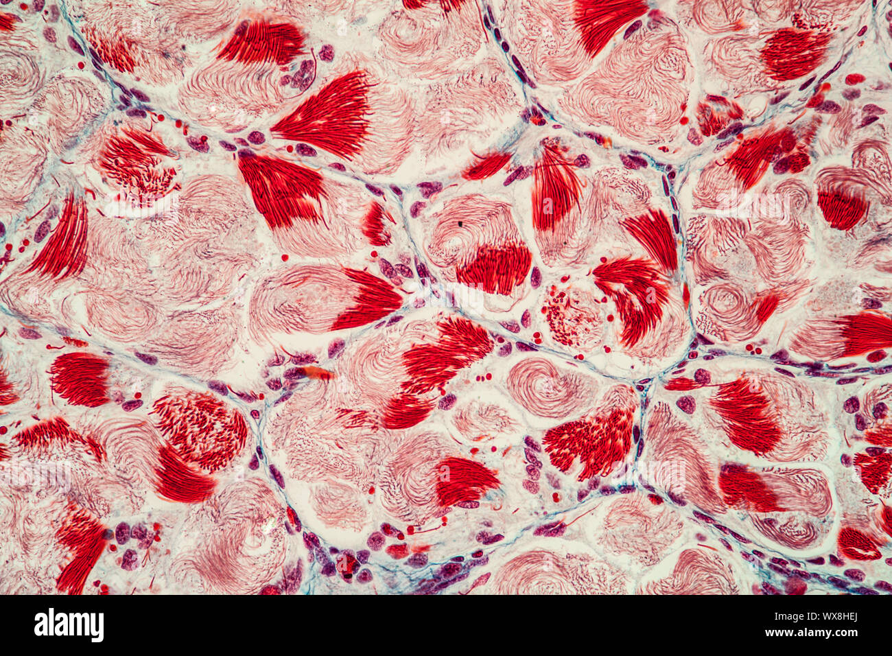 Frog testicular tissue under the microscope 100x Stock Photo - Alamy