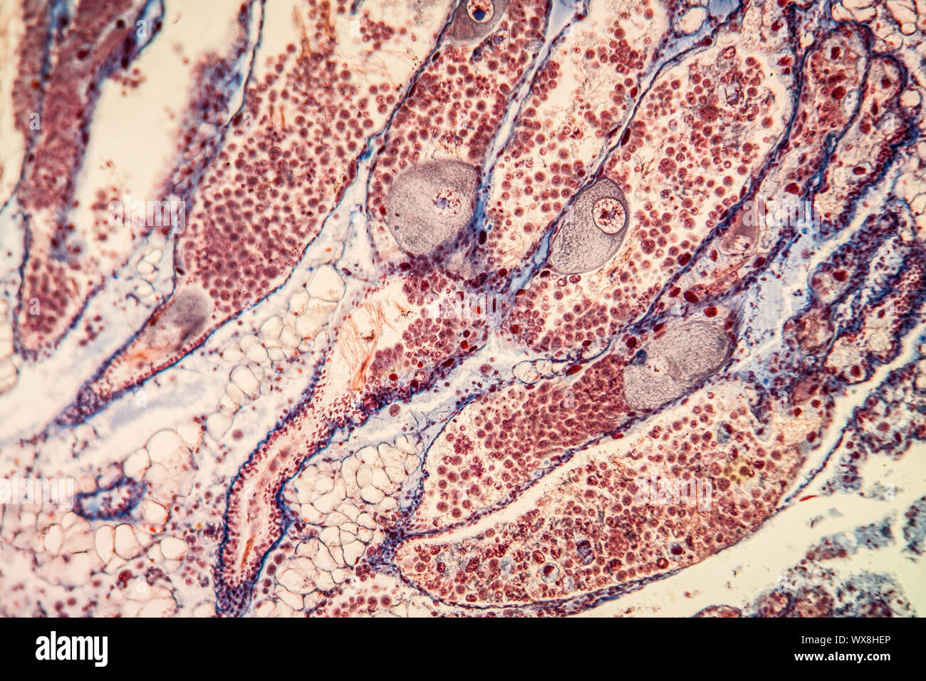 Snail chickweed tissue under the microscope 200x Stock Photo - Alamy