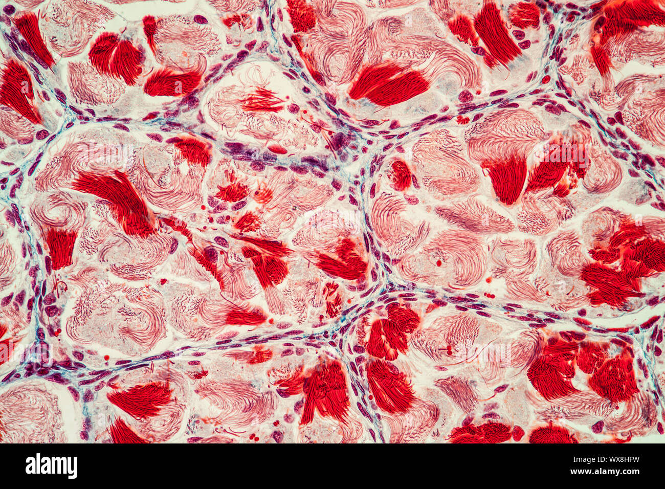 Frog testicular tissue under the microscope 100x Stock Photo - Alamy