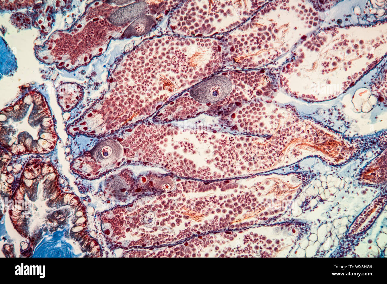 Snail chickweed tissue under the microscope 200x Stock Photo - Alamy
