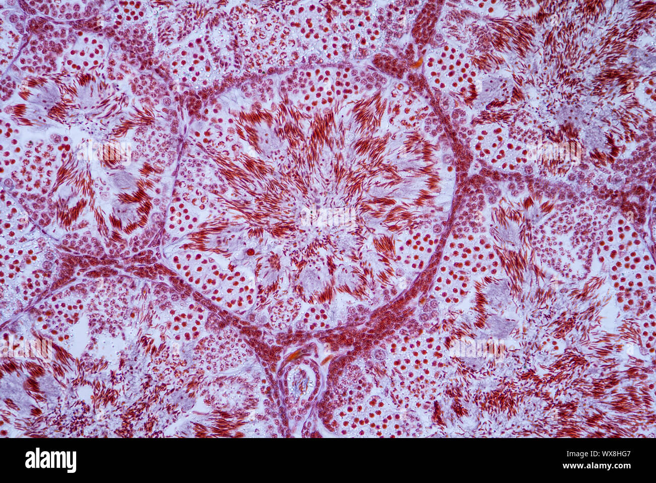 Salamander testicular tissue under the microscope 100x Stock Photo - Alamy