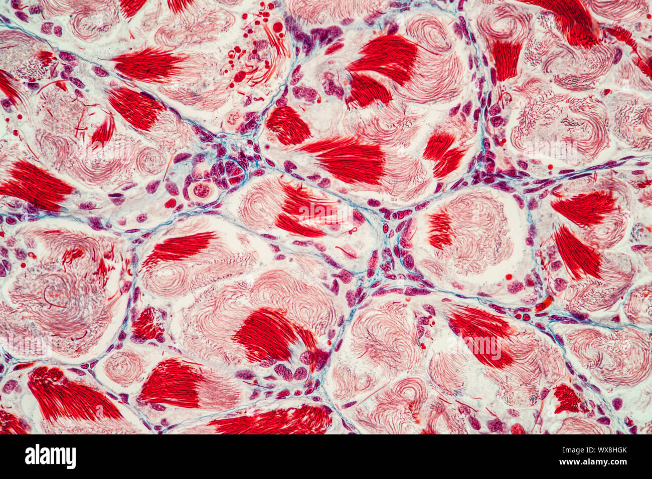 Frog testicular tissue under the microscope 100x Stock Photo - Alamy