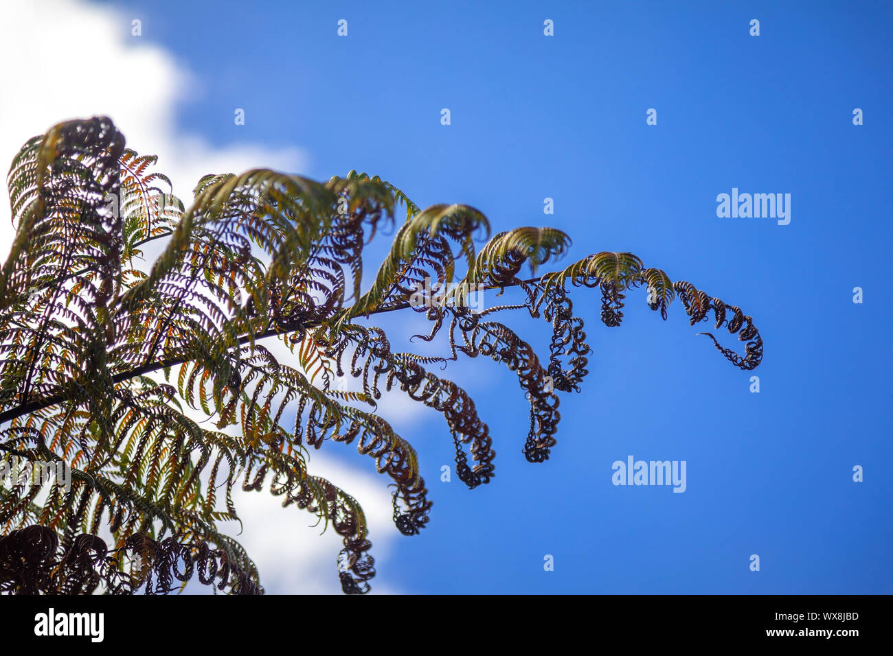 New zealand native ferns hi-res stock photography and images - Alamy