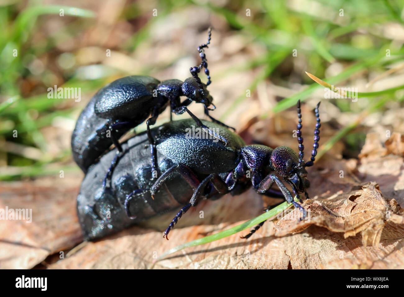 Black oil beetle hi-res stock photography and images - Alamy