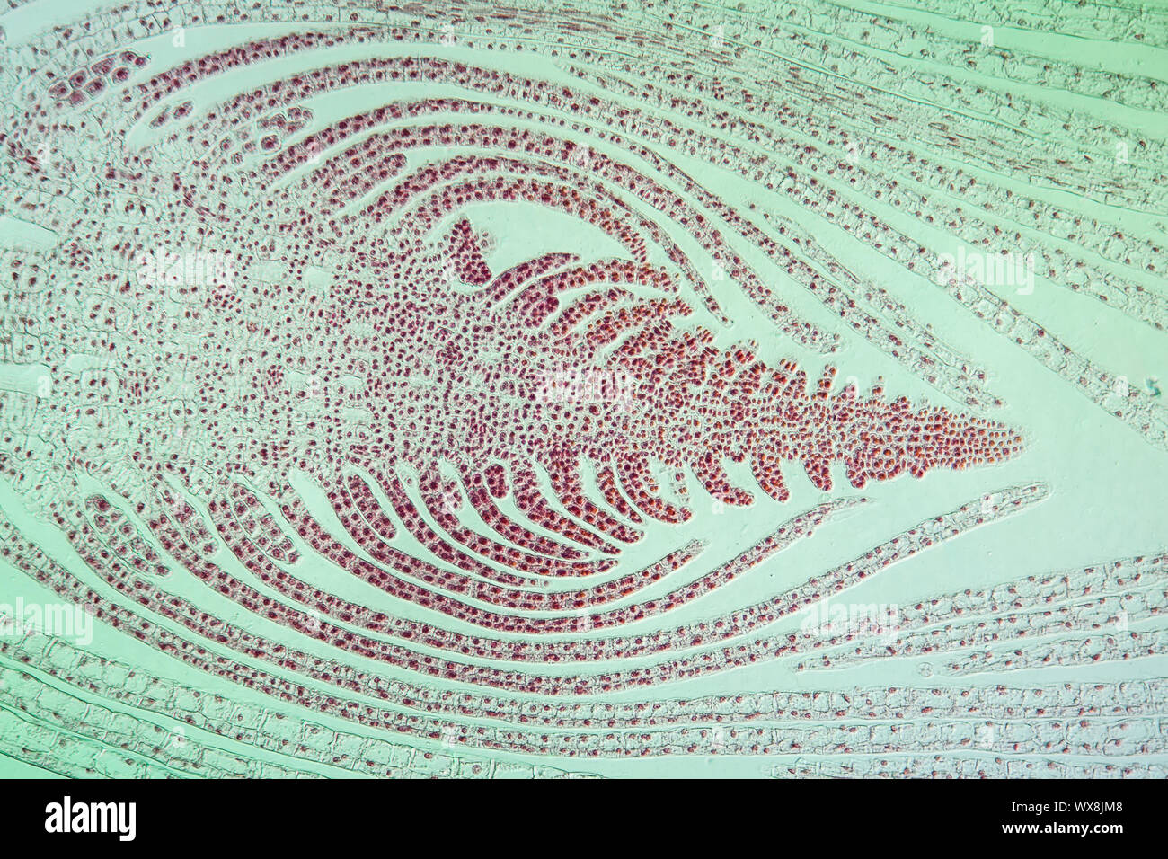 Elodea Cell Under Microscope 100x
