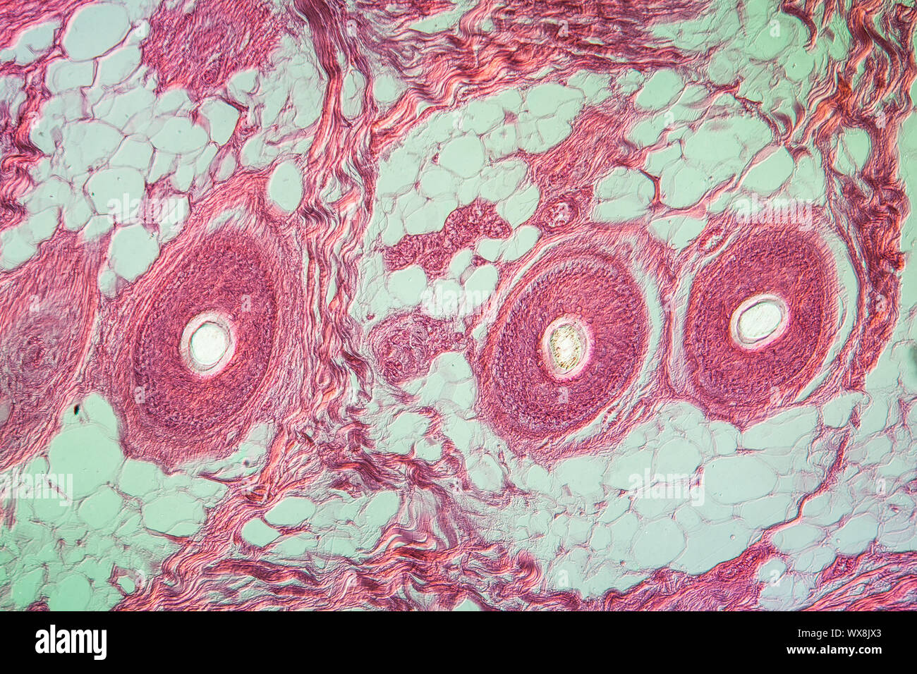 Skin Cells Microscope High Resolution Stock Photography and Images - Alamy