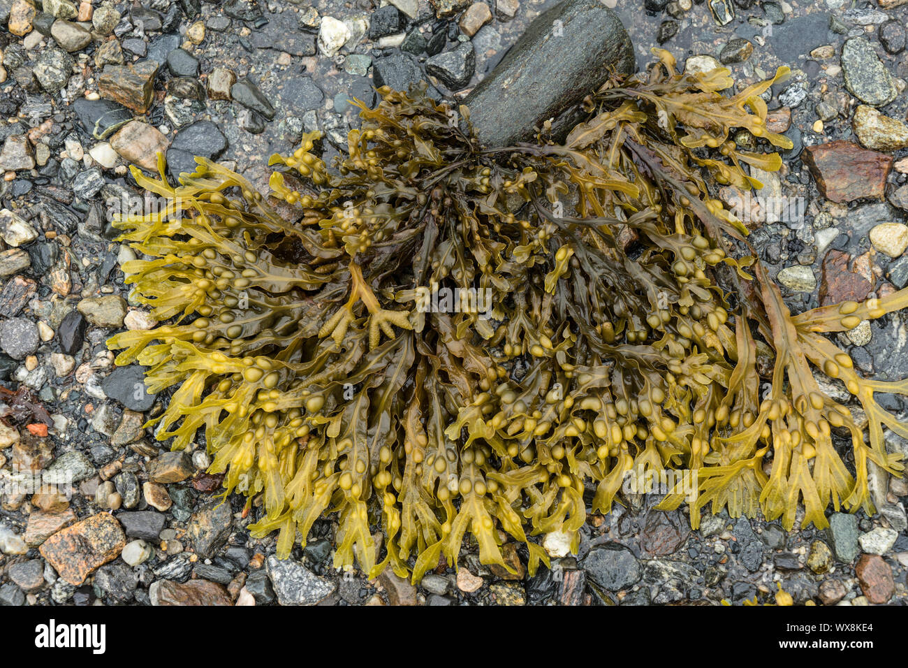 Tang seaweed hi-res stock photography and images - Alamy