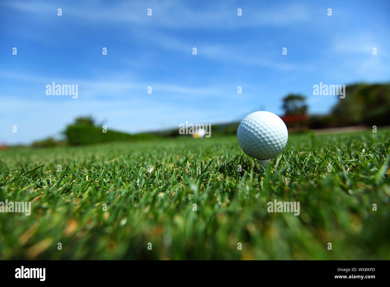 golf-ball on course Stock Photo - Alamy