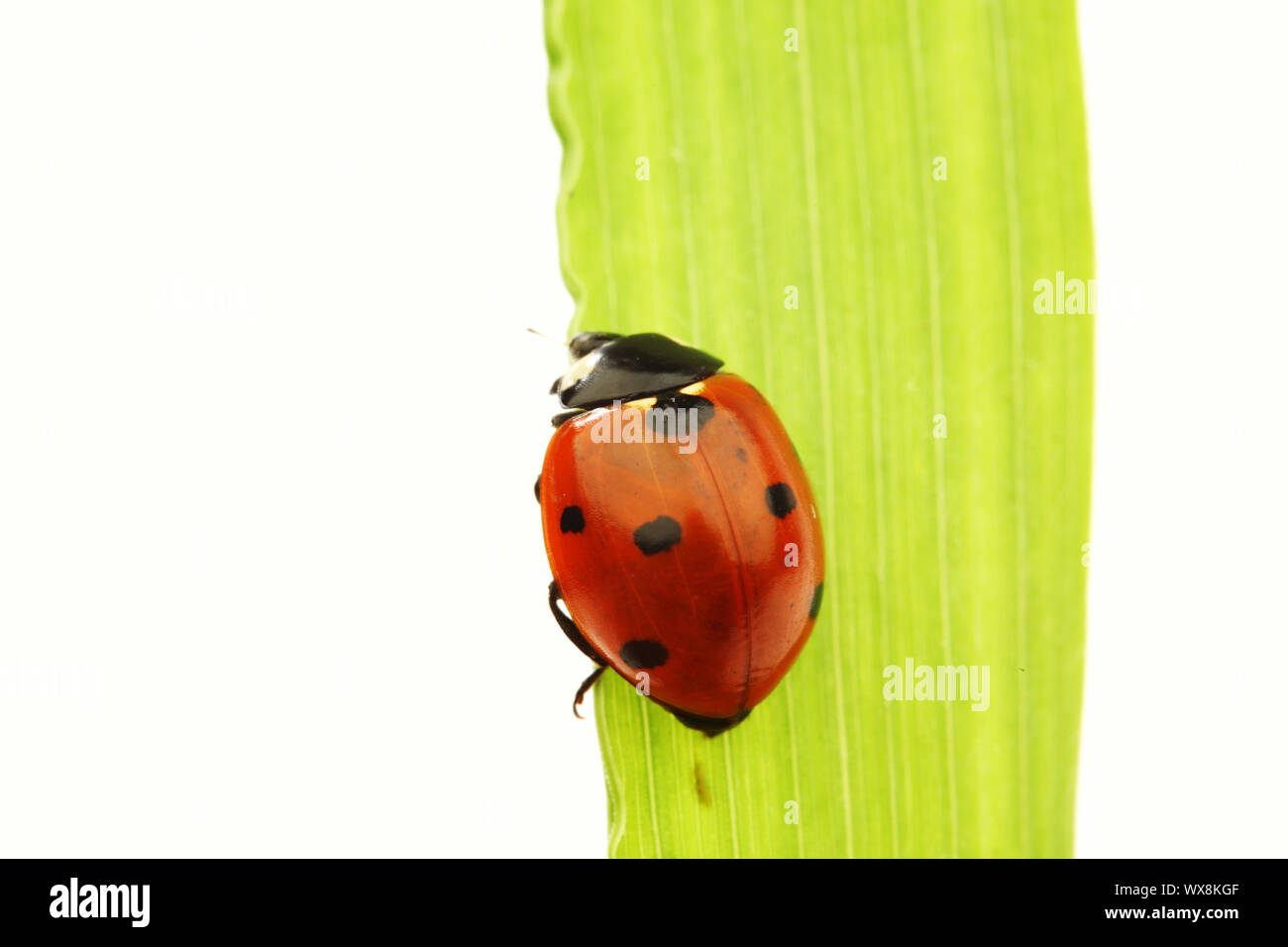 ladybug on green grass isolated white background Stock Photo - Alamy