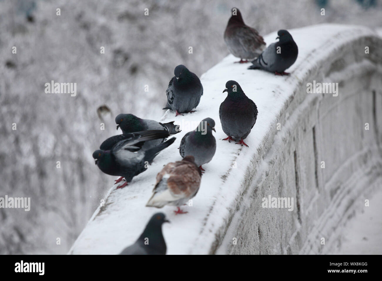 Pigeons on black snow hi-res stock photography and images - Alamy