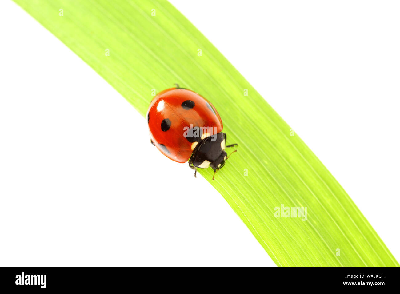 ladybug on green grass isolated white background Stock Photo - Alamy