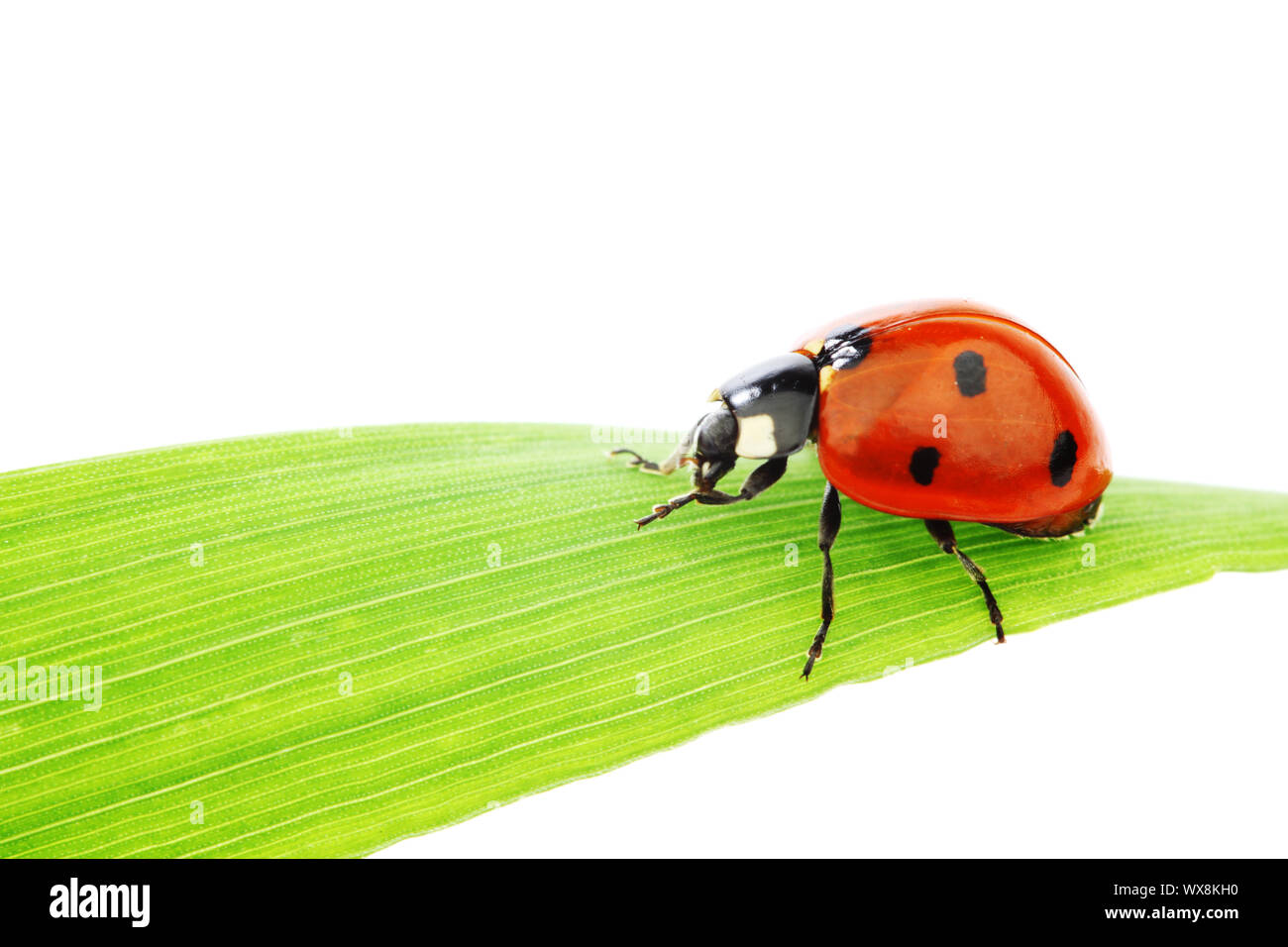 ladybug on green grass isolated white background Stock Photo - Alamy