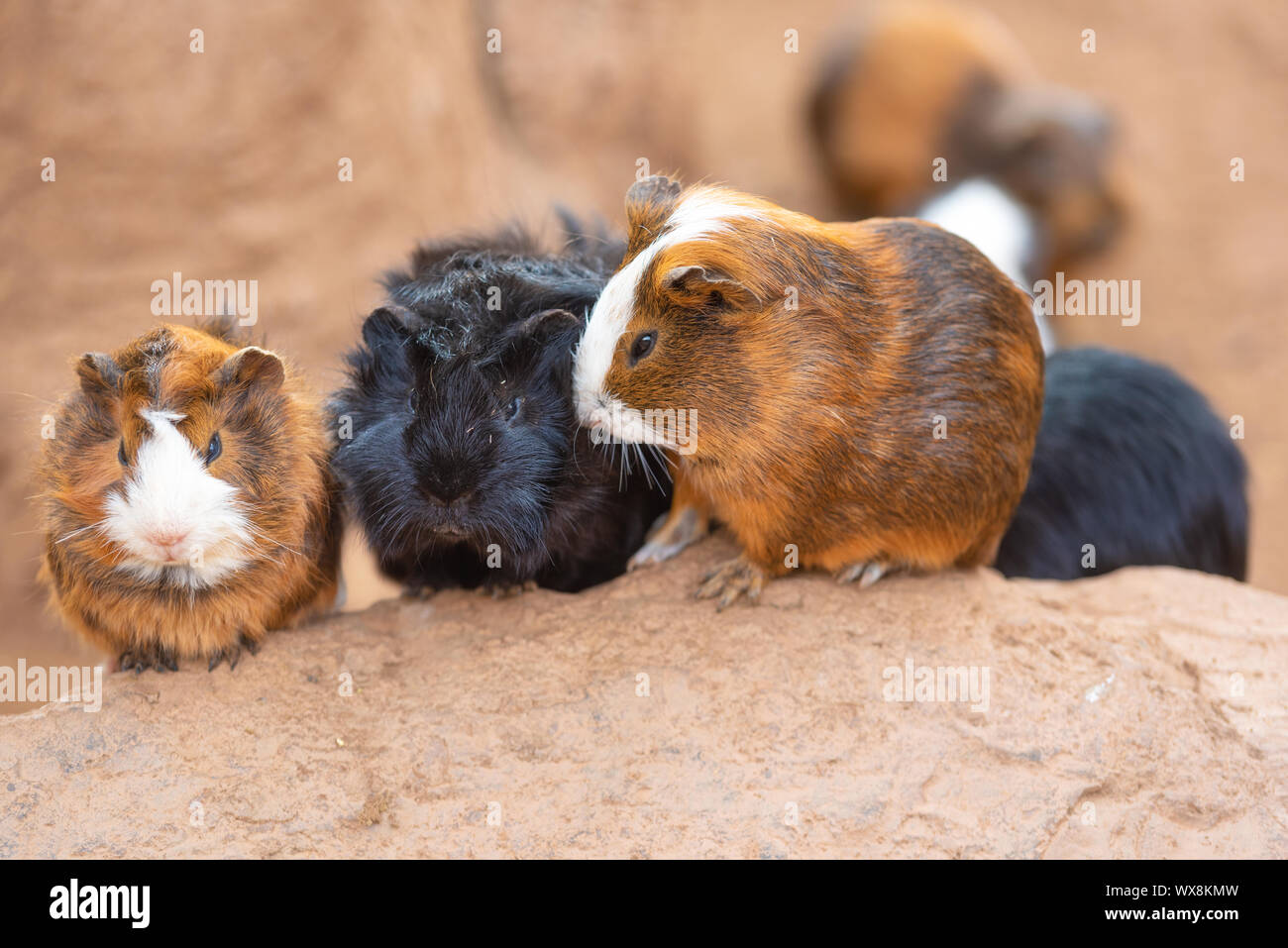 Cute Guinea pigs, Cavia Porcellus Stock Photo - Alamy