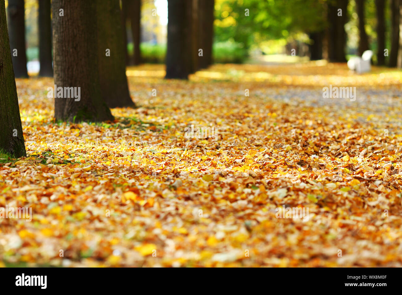 autumn park orange leaf around Stock Photo - Alamy