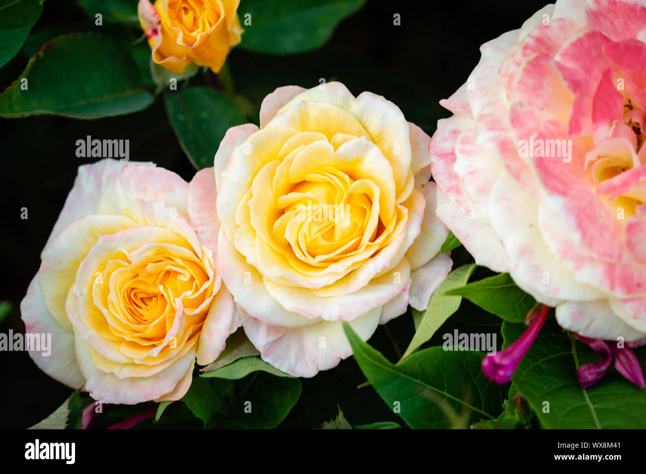 Peach tea roses hi-res stock photography and images - Alamy