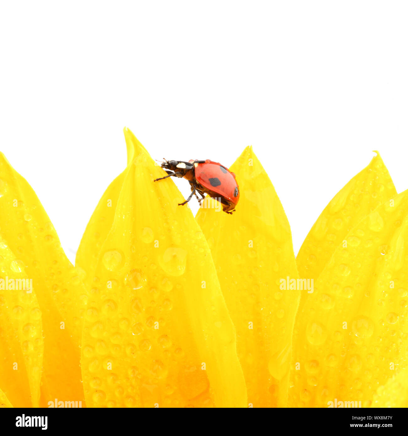 ladybug on sunflower isolated white background Stock Photo - Alamy