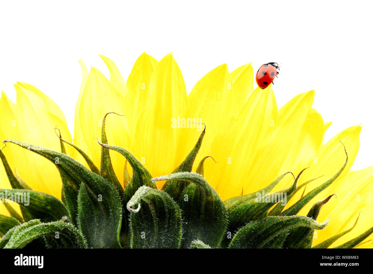 ladybug on sunflower isolated white background Stock Photo - Alamy