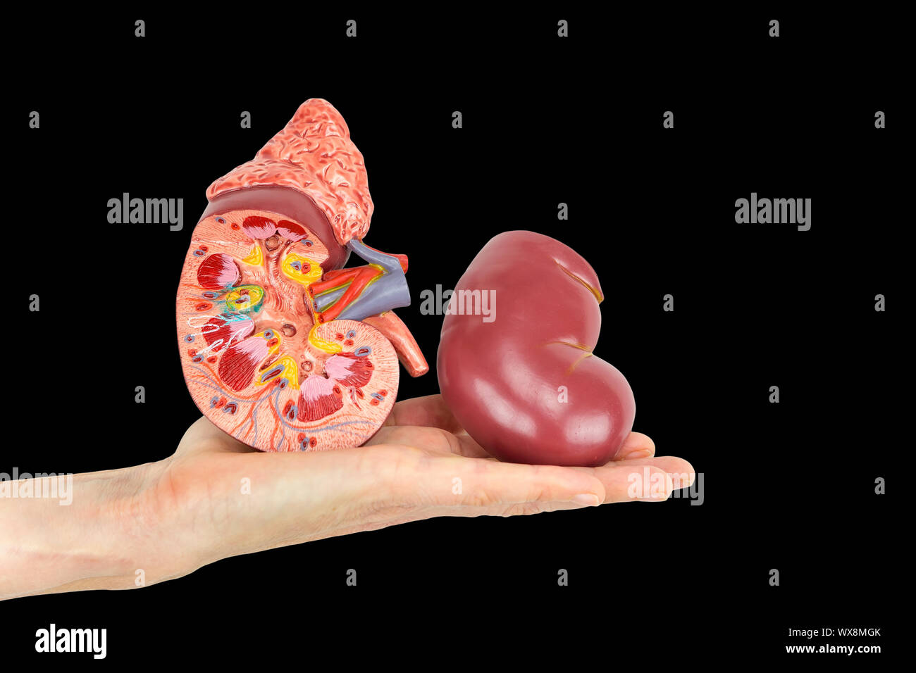 Hand shows human kidney model on black background Stock Photo - Alamy