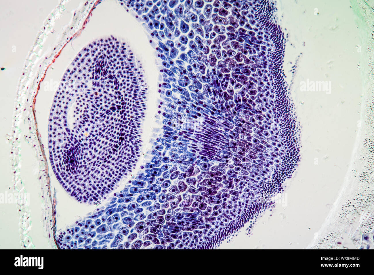 Wheat grain in cross section 100x Stock Photo - Alamy