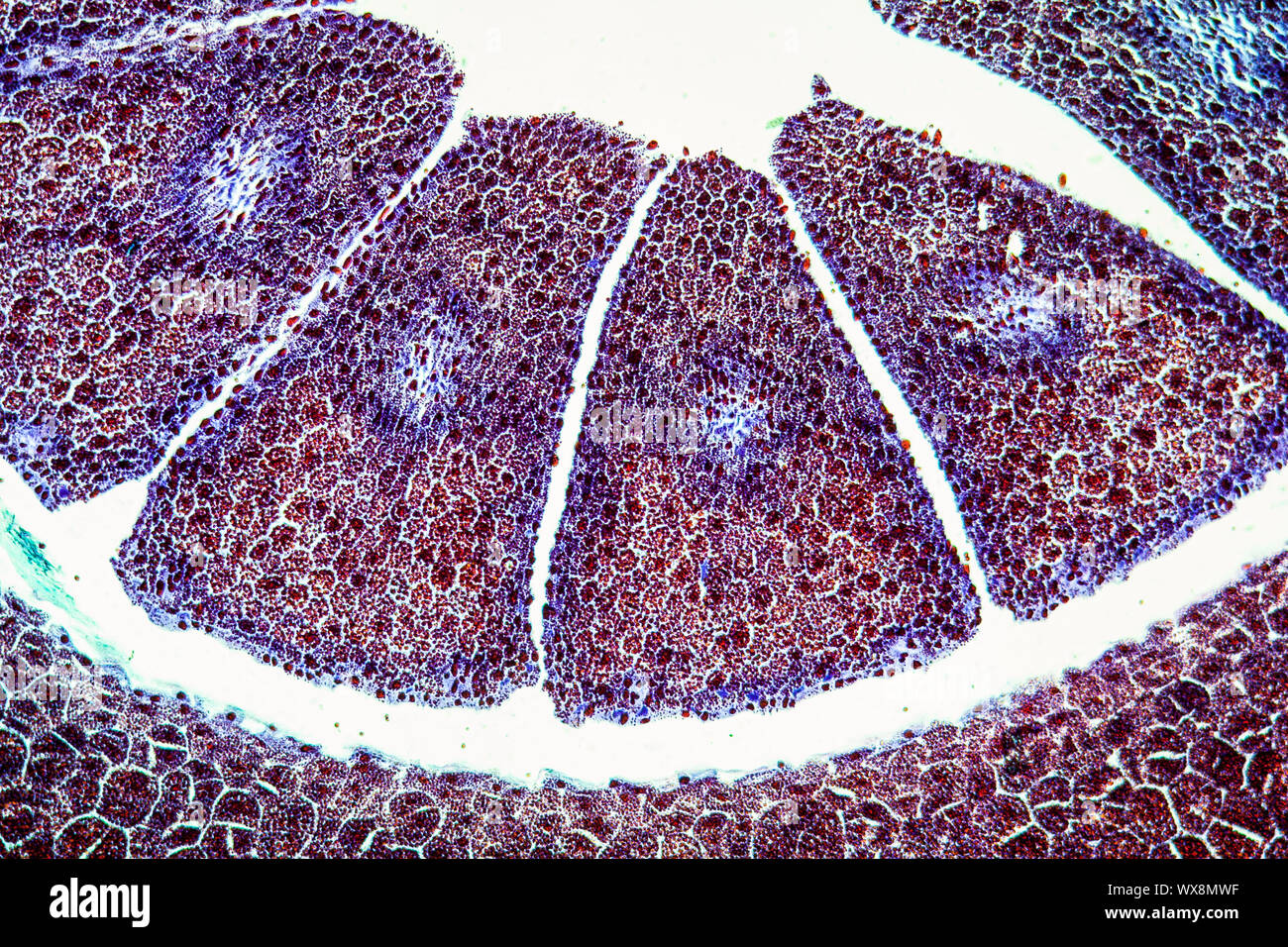 Pine embryo with endosperm across 100x Stock Photo - Alamy